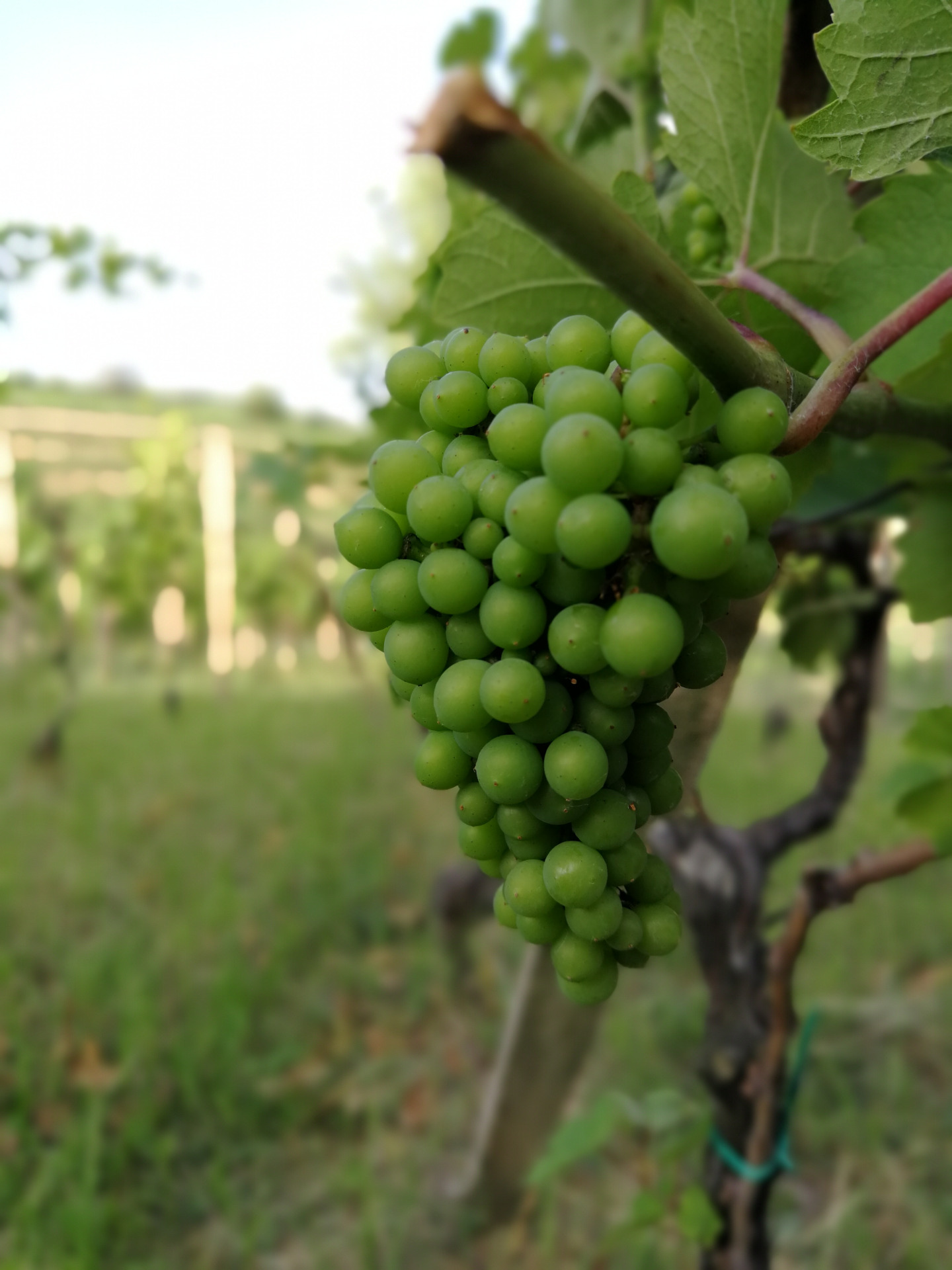 Výroba naturálních vín